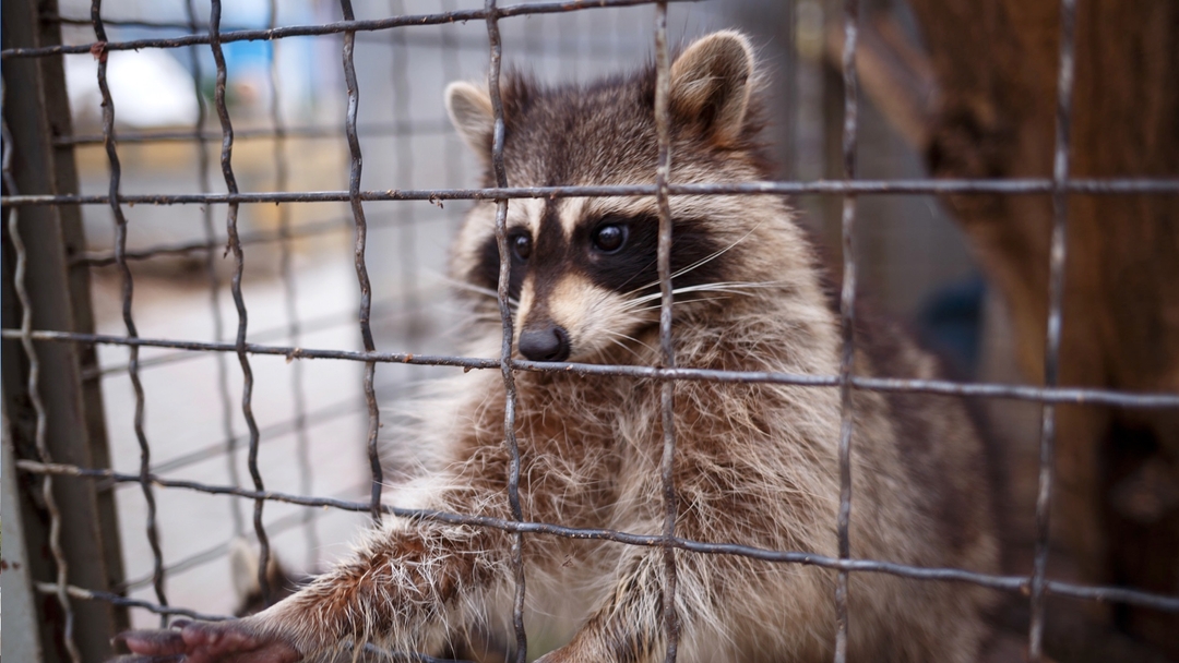 Pet Health > Animals and Rabies | Portland Dog Trainer