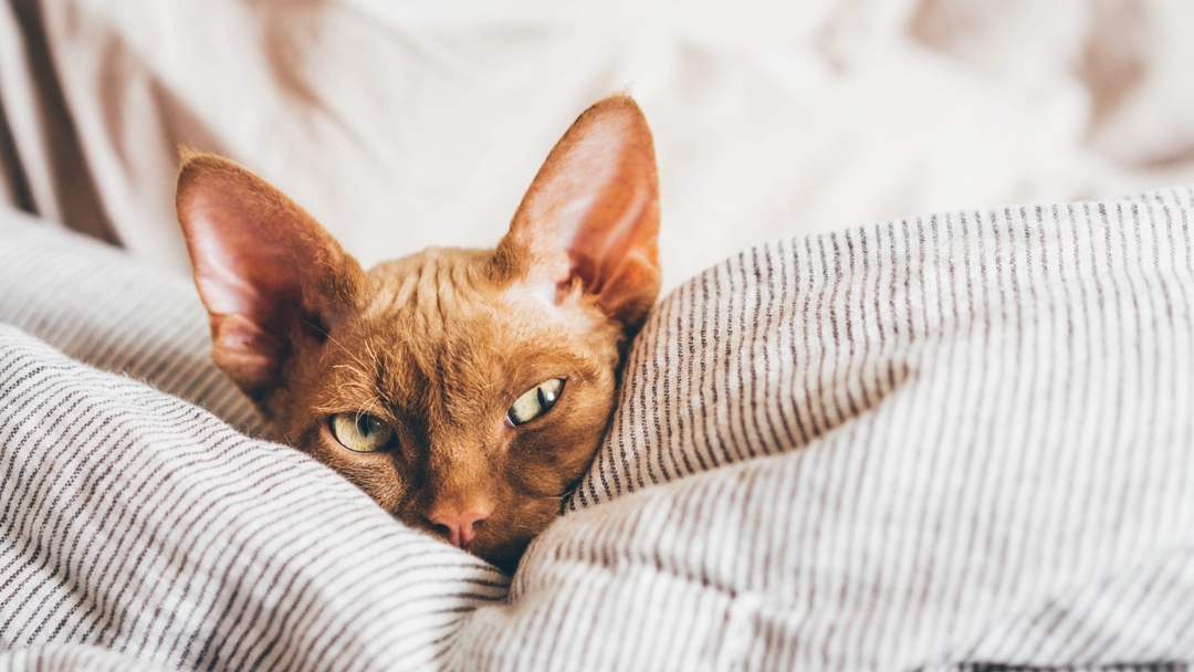 Cats > Selecting A Cat Or Kitten | Portland Dog Trainer