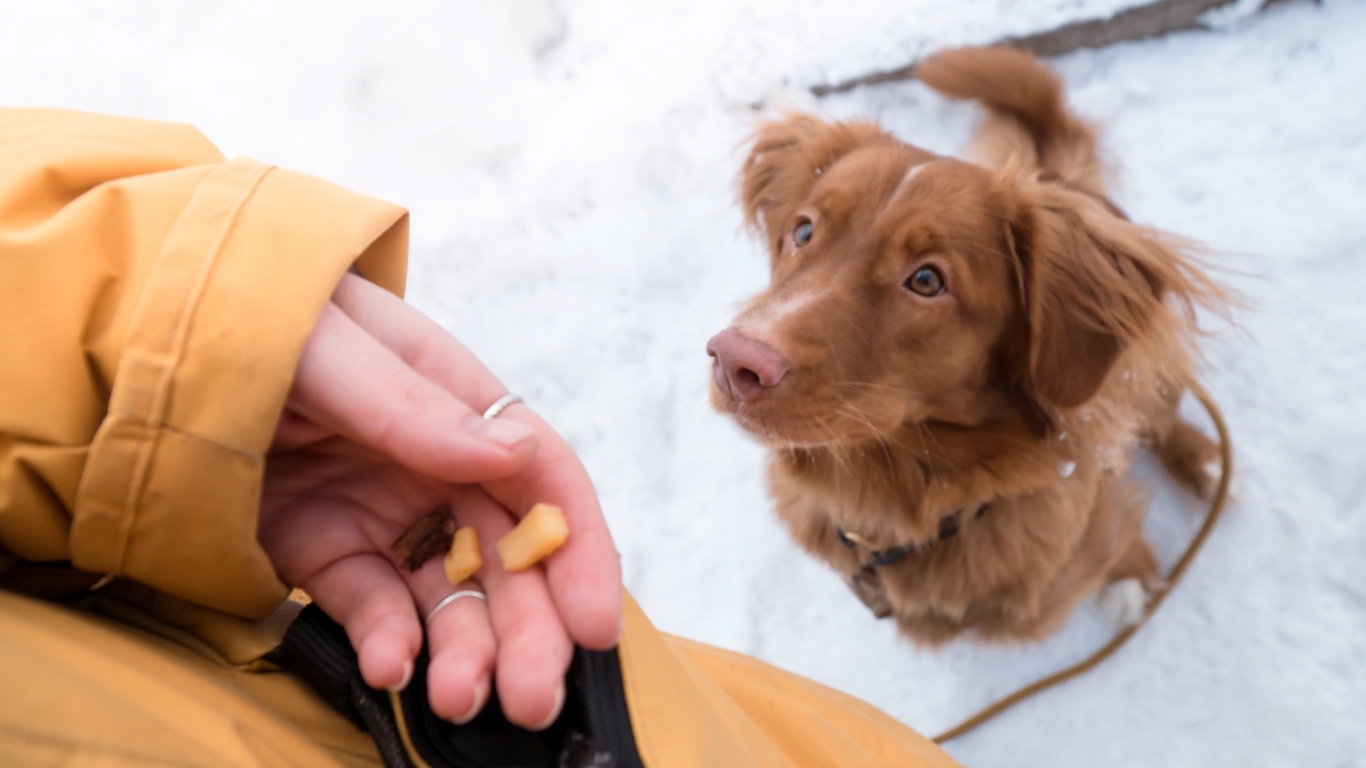 Dog Training > Tips For Dog Training | Portland Dog Trainer
