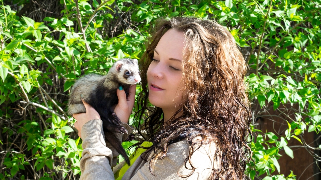 Exotic Species > Are You Considering A Ferret? | Portland Dog Trainer