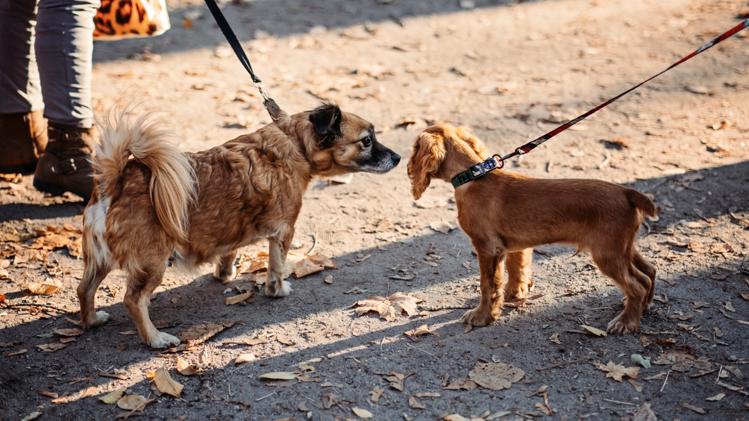 Dogs > Introducing Dogs To Each Other | Portland Dog Trainer