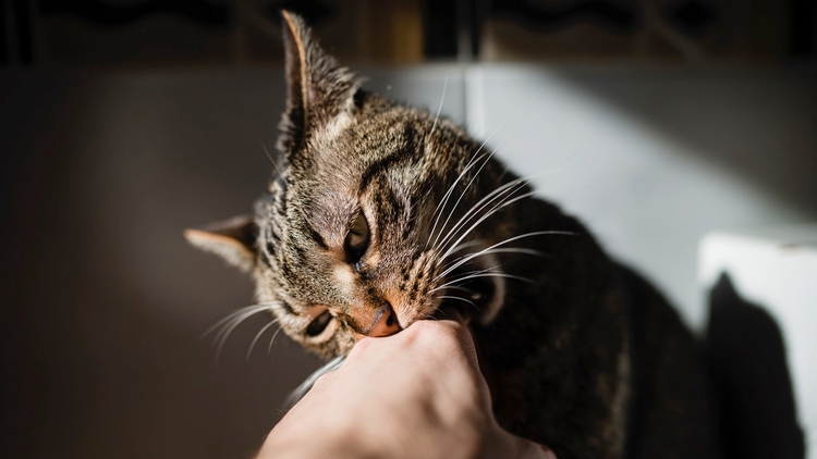 Cats > Scratching And Biting Cats | Portland Dog Trainer