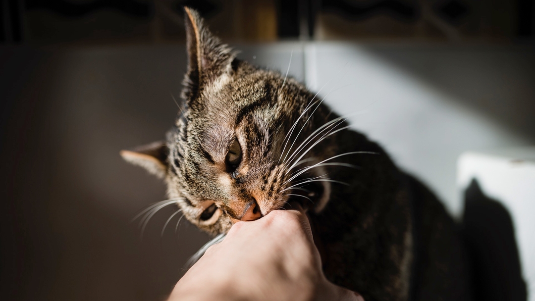 Cats > Scratching And Biting Cats | Portland Dog Trainer
