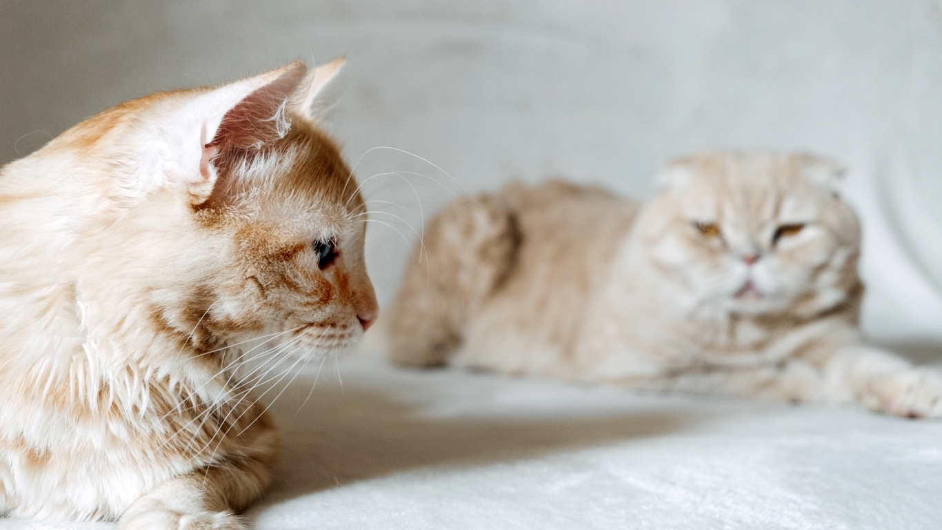 Cats > Feline Social Behaviors | Portland Dog Trainer