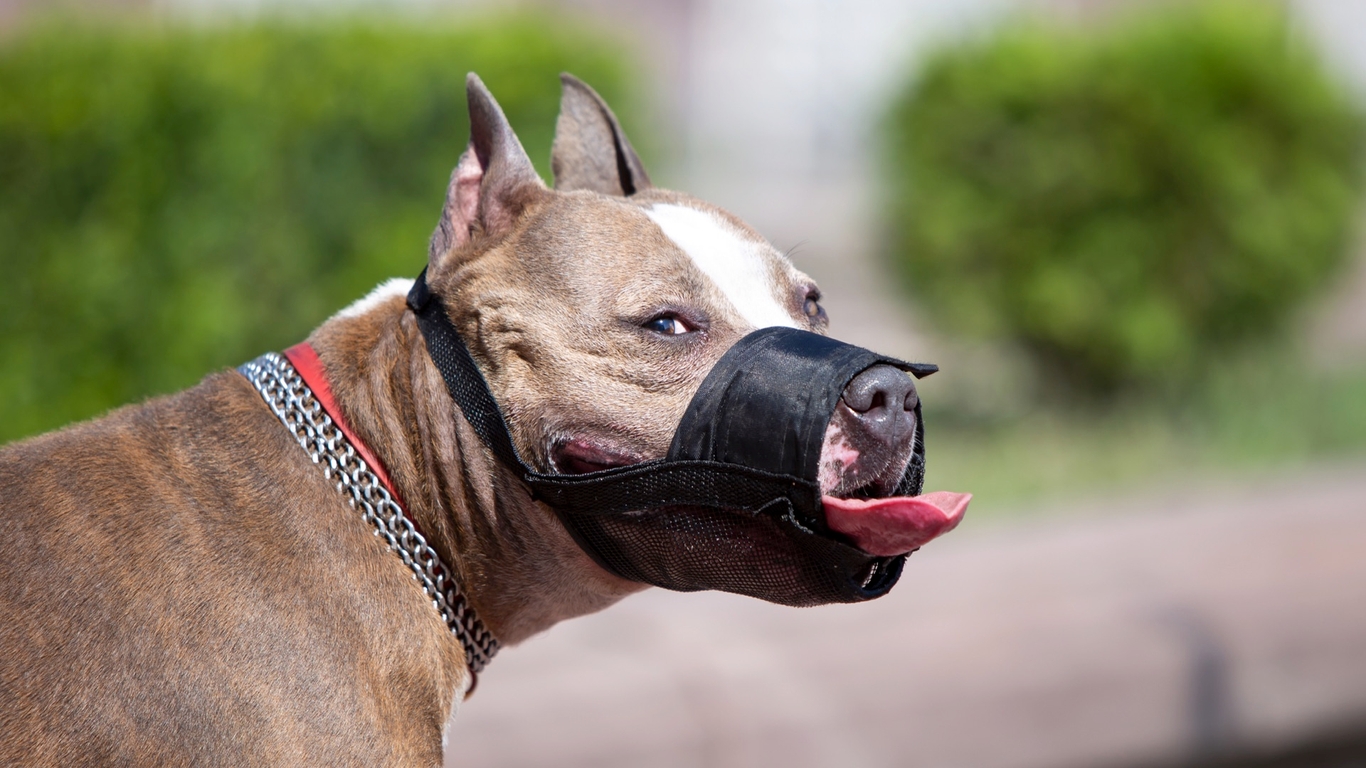 Dogs > Staying Safe Around Dogs | Portland Dog Trainer