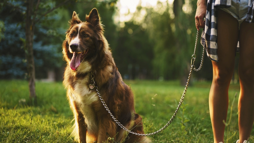 Dogs > Responsible Dog Owner Pledge | Portland Dog Trainer