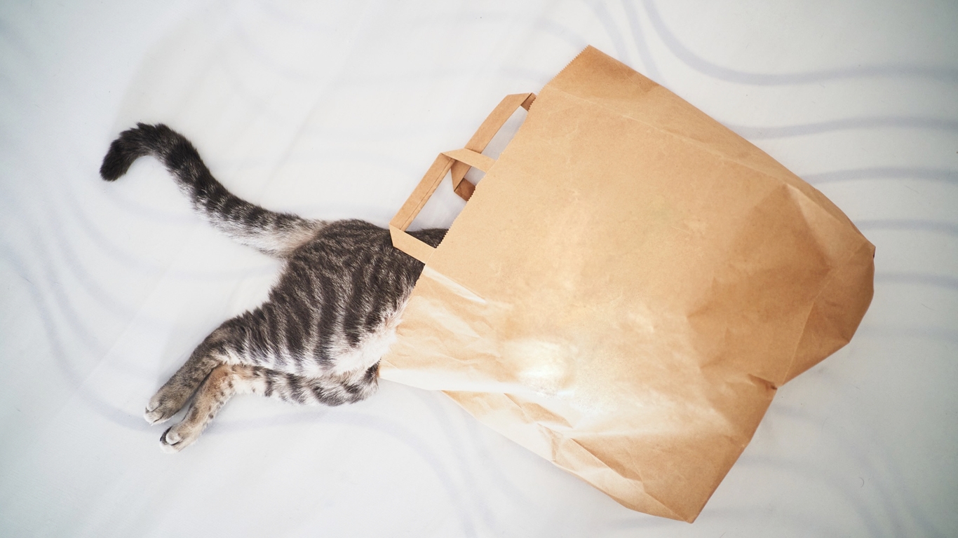 Cats > Changing Your Cat's Behavior | Portland Dog Trainer