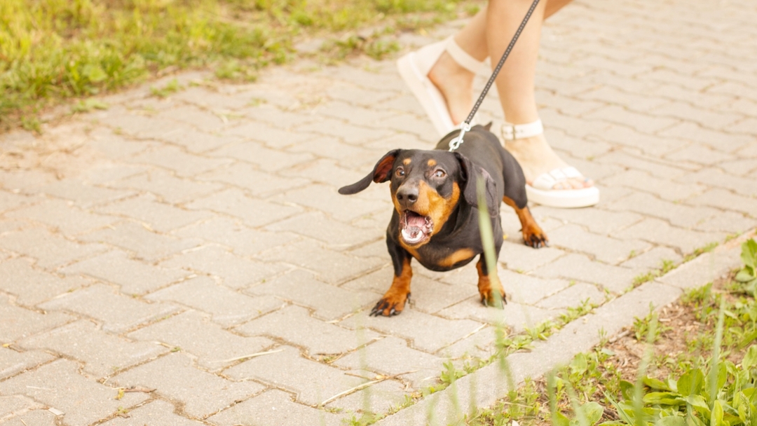 Dogs > How To Get Your Dog To Stop Barking | Portland Dog Trainer