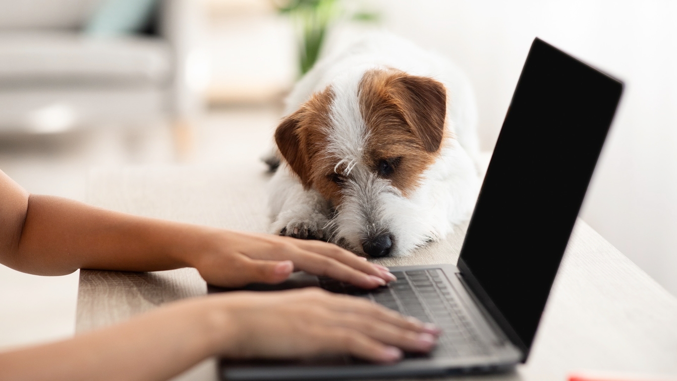 Dogs > Glossary Of Dog Training Terms | Portland Dog Trainer