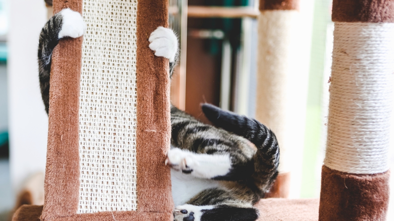 Cats > Overstimulated Cats | Portland Dog Trainer