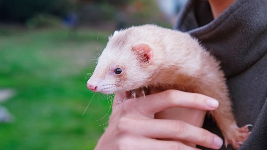Exotic Species > How To Stay Healthy Around Ferrets | Portland Dog Trainer