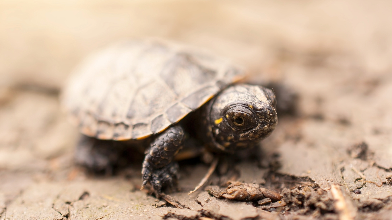 Reptiles > The Trouble With Tiny Turtles | Portland Dog Trainer