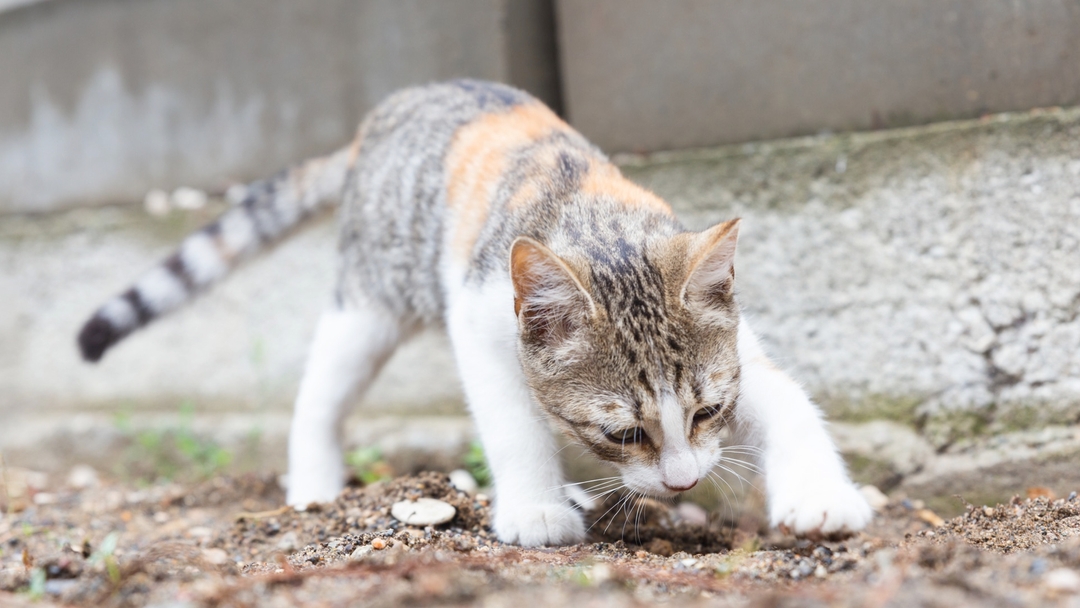 Cats > Reducing Urine-Marking Behavior In Cats | Portland Dog Trainer